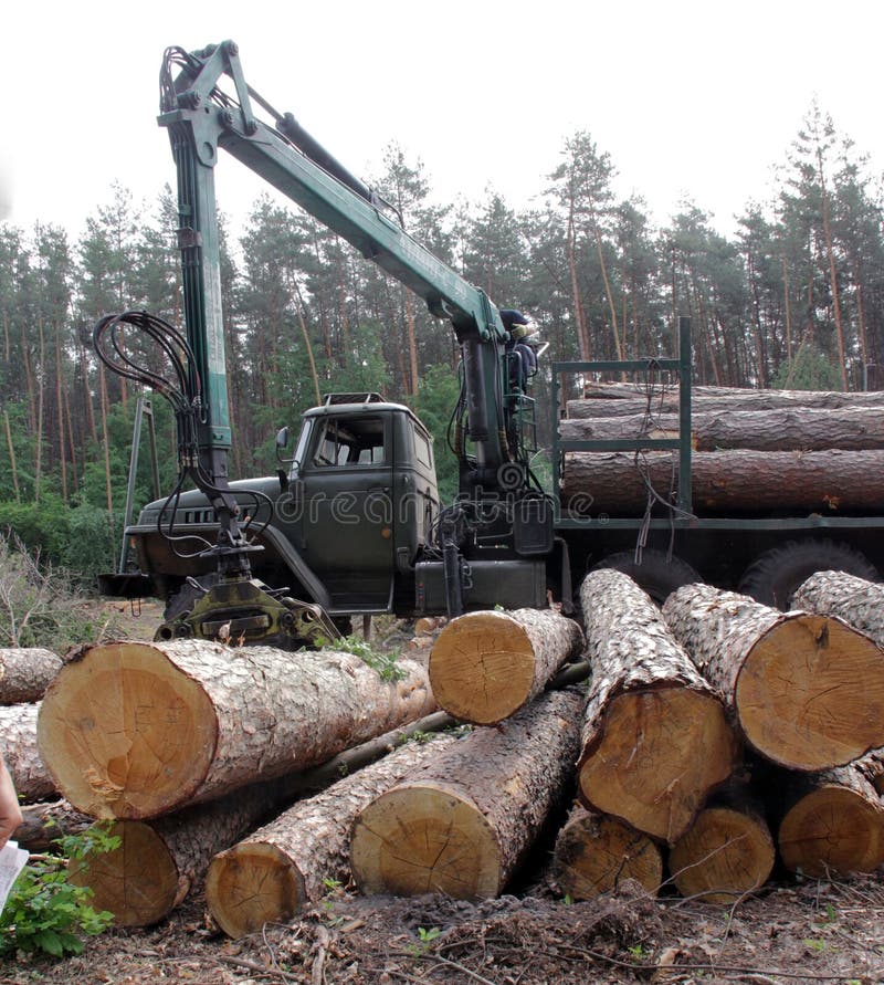 Loading of Tree Trunks Logs on the Forest Road for Transport by Truck ...