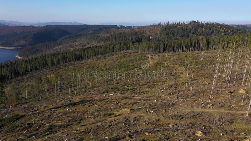 Deforestation Logging Industrial Site from Above, Aerial View Stock ...
