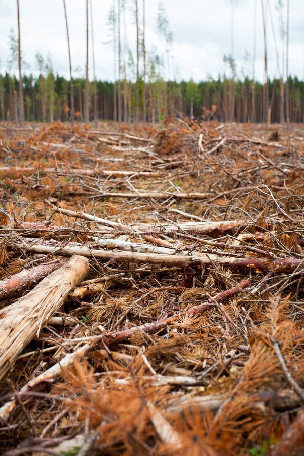 Deforestation. Logging, a Lot of Fallen Tree Trunks on the Ground Stock ...