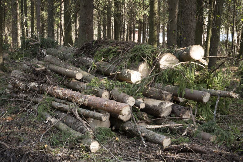 Deforestation.Logging.Sawing of the Forest Stock Photo - Image of work ...