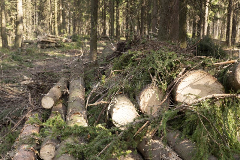 Deforestation.Logging.Sawing of the Forest Stock Photo - Image of ...