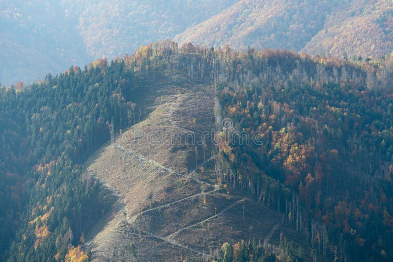 Deforestation at the Logging Site Stock Image - Image of climate ...