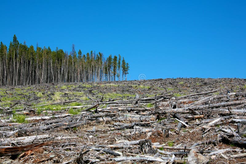 Deforestation stock photo. Image of industry, damage - 25938666