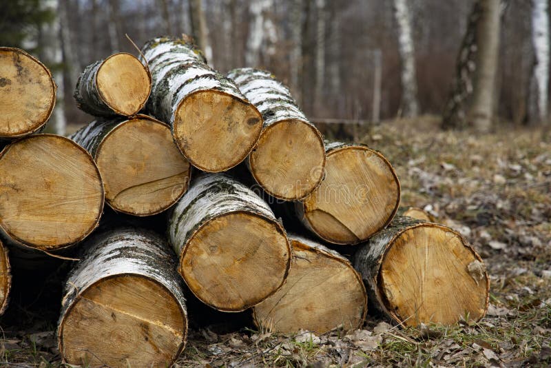 Deforestation Nowadays Ecological Problem Felling of Trees Piles Wooden ...