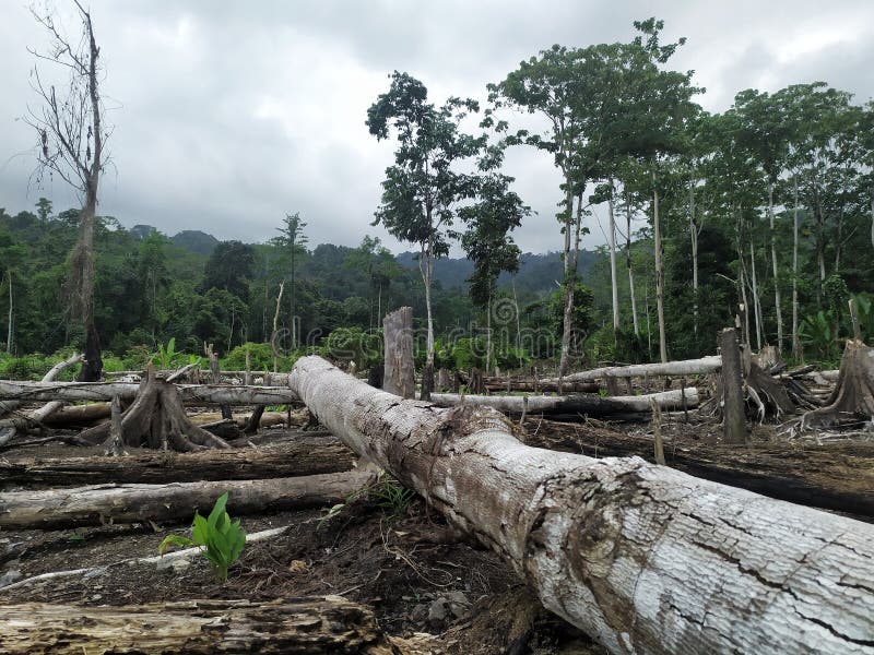 The Deforestation in the Papua Forest is Very Encouraging Stock Image ...