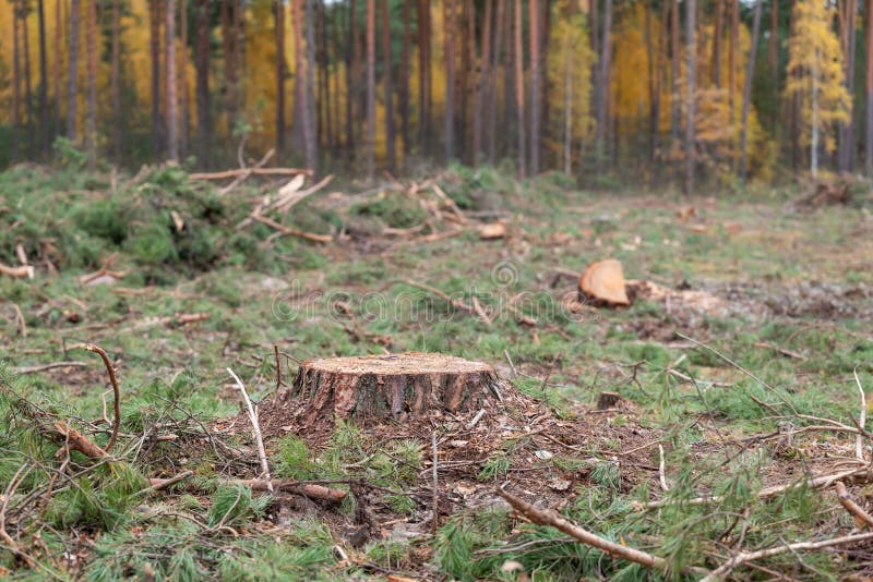 Deforestation of Pine Forest Stock Photo - Image of bark, trunk: 355215372