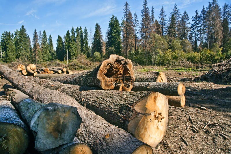 Ecological Deforestation In Europe Stock Photo - Image of pile ...