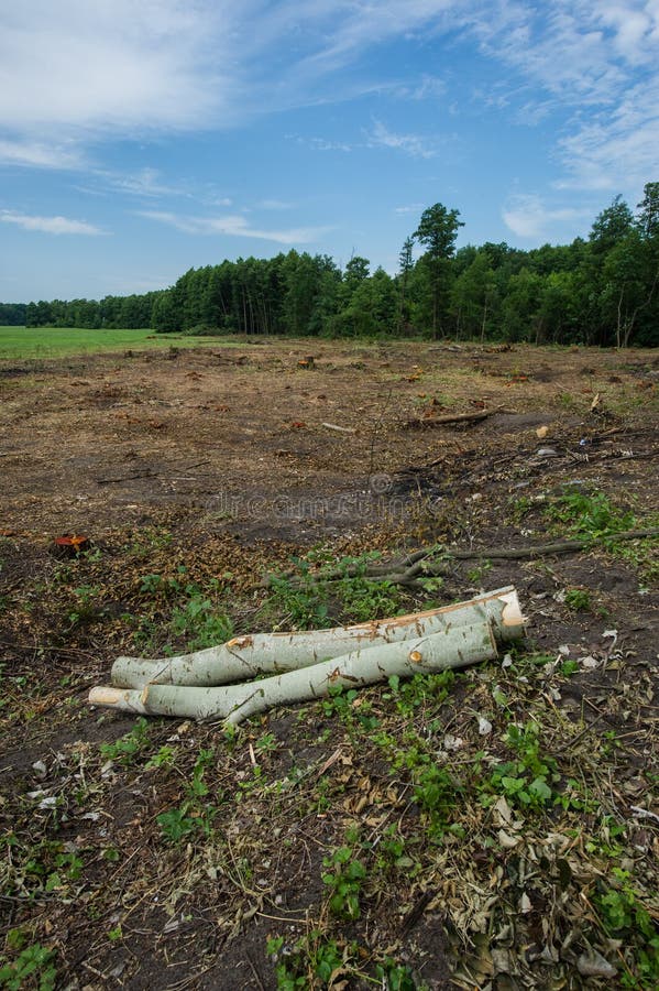 Is Deforestation. on the Plot Lie Abandoned Tree Trunks Stock Photo ...