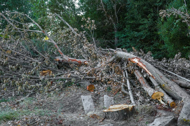 384 Sad Deforestation Stock Photos - Free & Royalty-Free Stock Photos ...