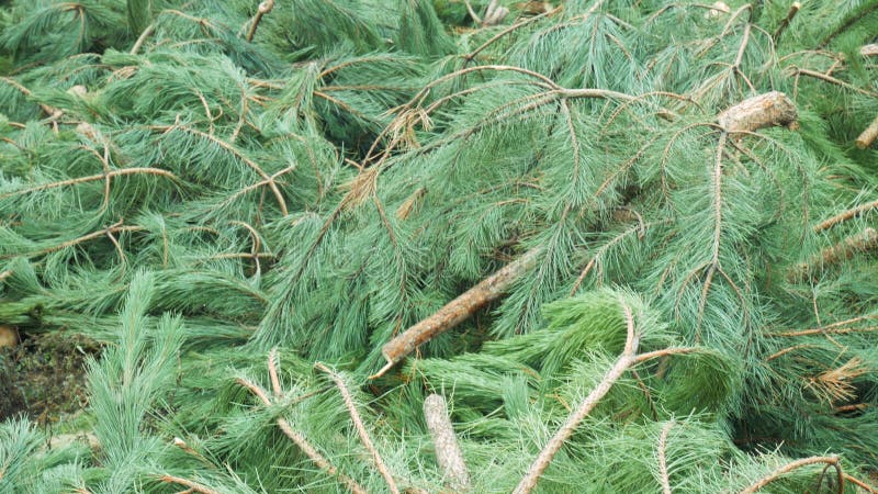 Deforestation Problem, Many New Year Trees Lay on Ground after New Year ...