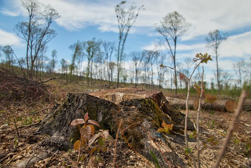 Deforestation in a Cleared Field. Stock Photo - Image of mountain ...