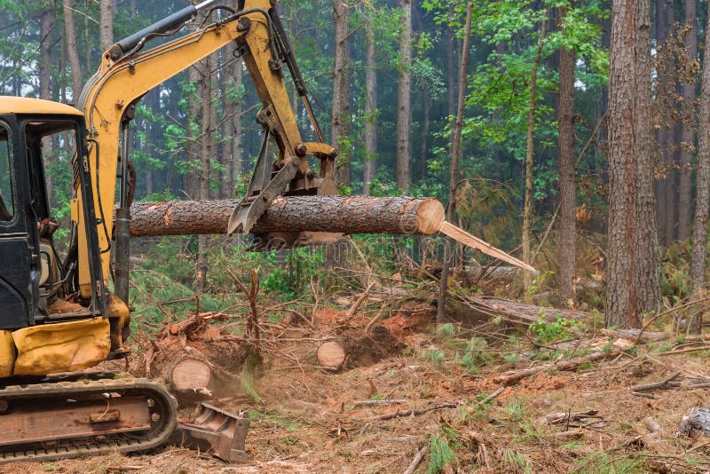 The Deforestation Process Uses a Tractor Manipulator To Lift Logs with ...