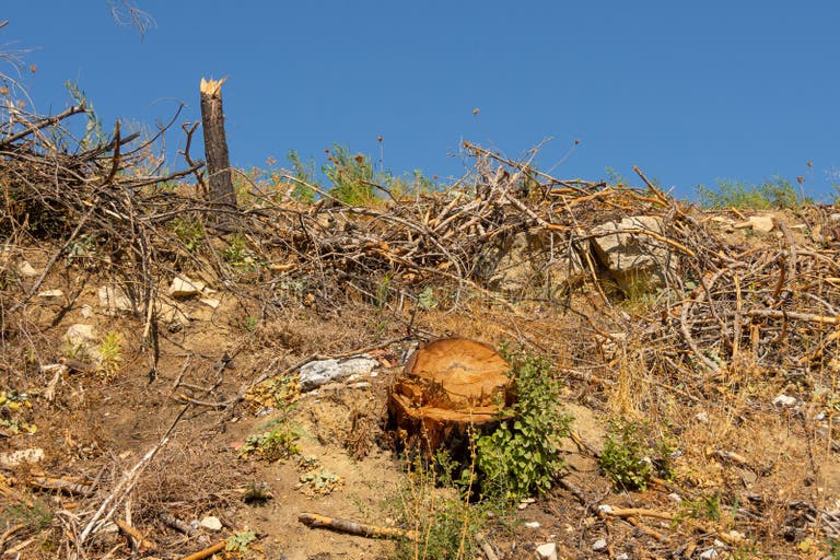 Deforestation, Remaining Stumps and Branches on a Hillside ...