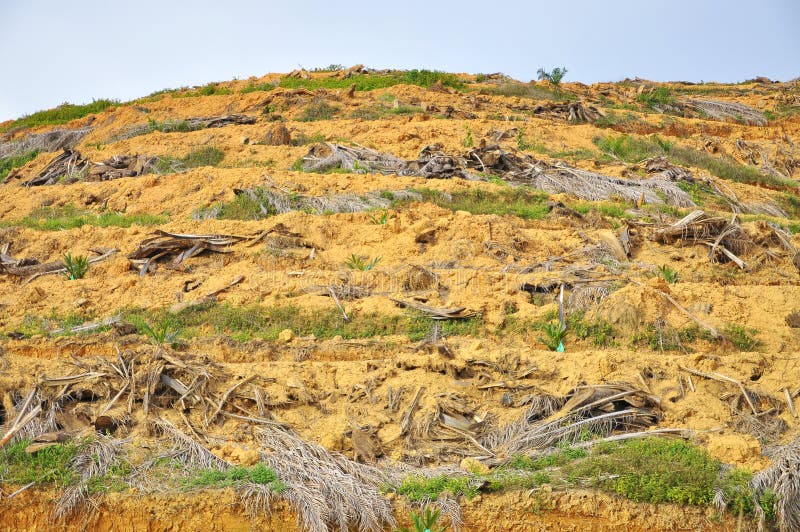 Deforestation and Replanting of Young Oil Palm Tree Stock Photo - Image ...