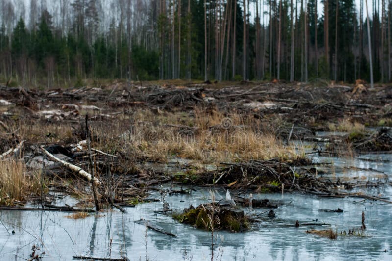 Deforestation. Residues from the Forest Stock Photo - Image of ...