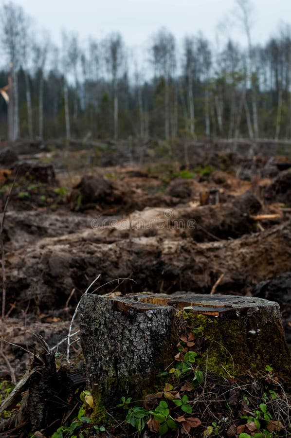 Deforestation. Residues from the Forest Stock Image - Image of nature ...