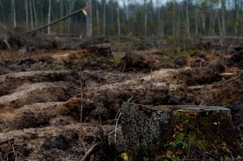 Deforestation. Residues from the Forest Stock Photo - Image of ...