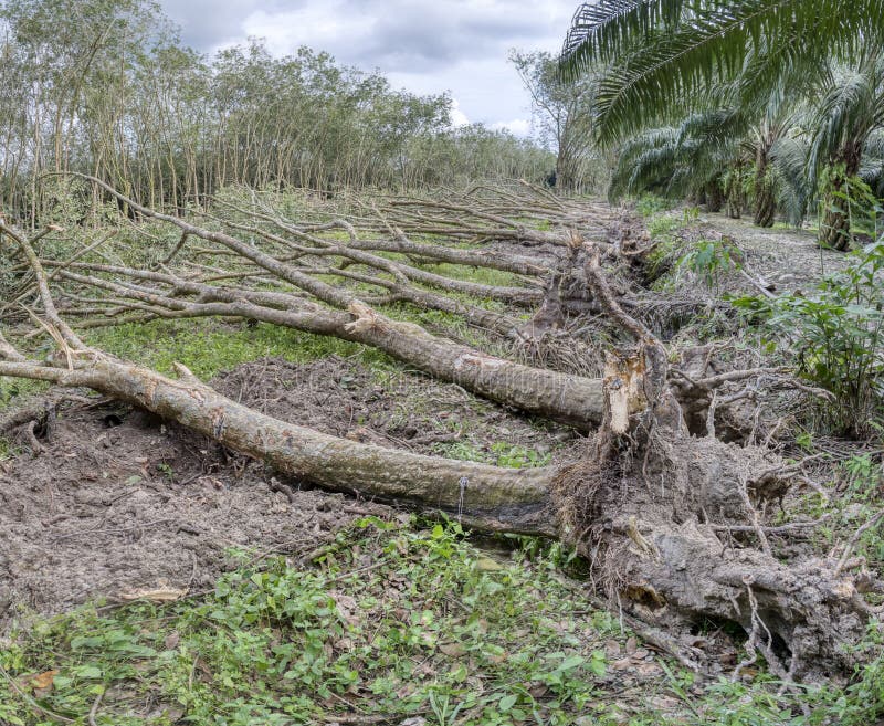 Deforestation of the Rubber Estate Stock Photo - Image of landscape ...