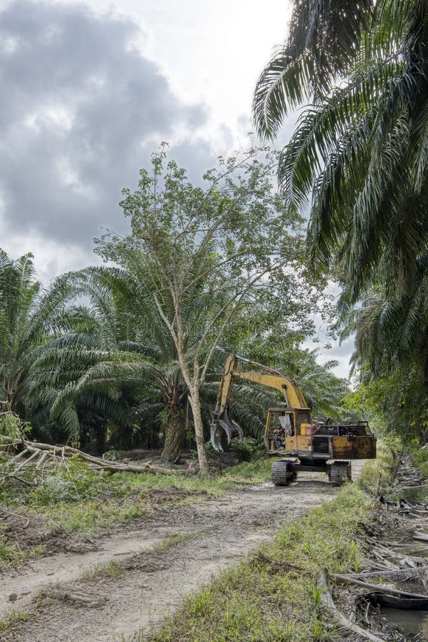 Deforestation of the Rubber Estate Stock Image - Image of brasiliensis ...