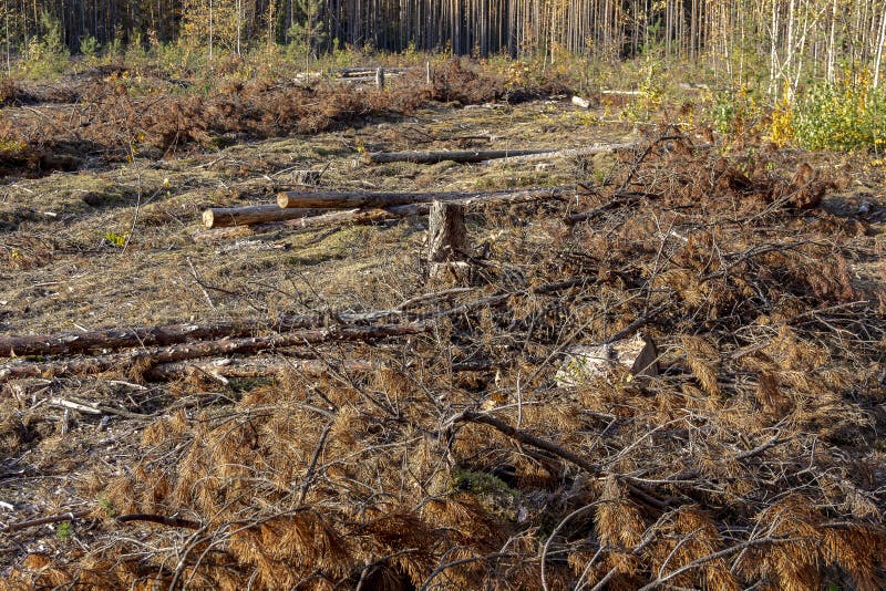 Concept Of Deforestation - The Destruction Of Forests Stock Photo ...