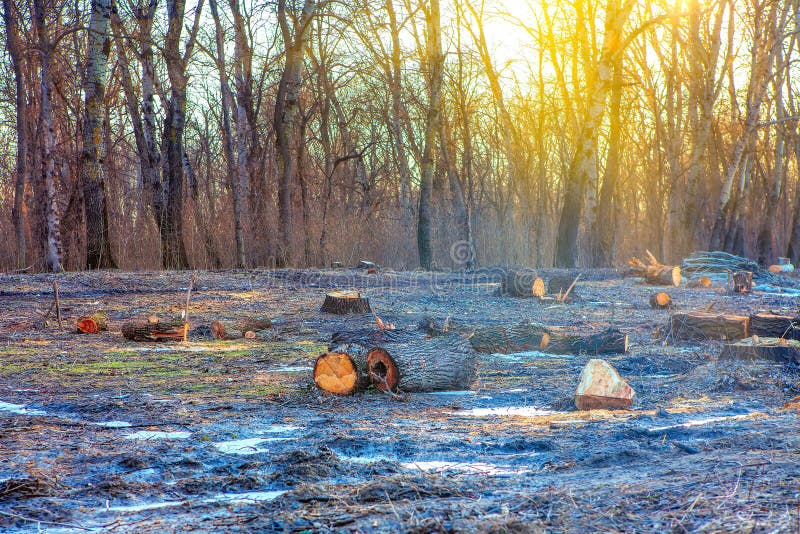 Deforestation scene stock photo. Image of outside, deforest - 189307908