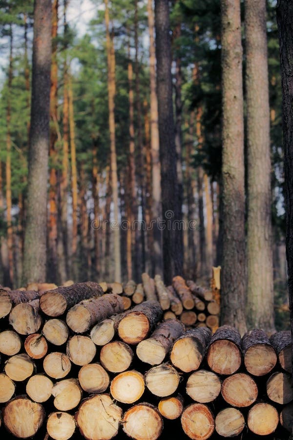 Deforestation Scene with Stacked Cut Trees Stock Image - Image of field ...