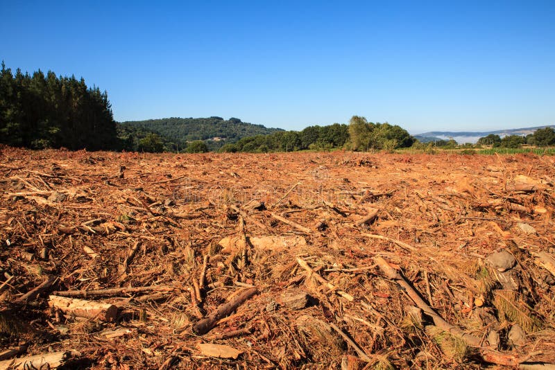 Deforestation in Spain stock photo. Image of environment - 82257176
