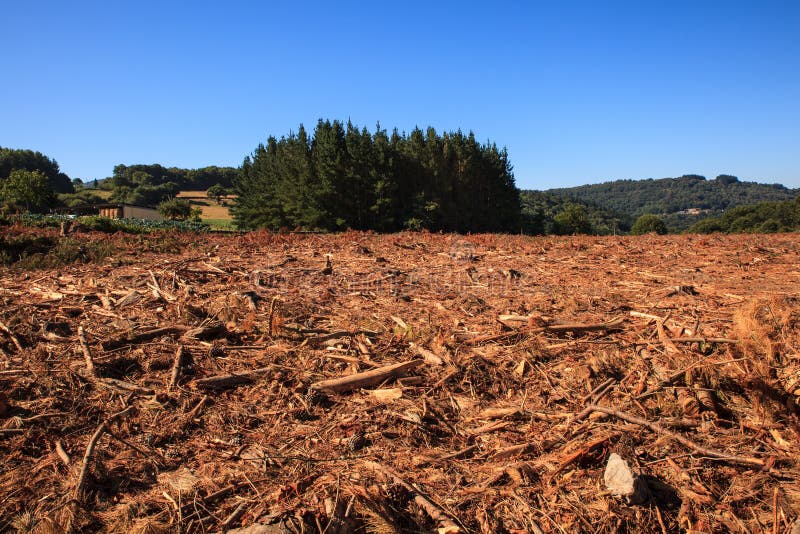 Deforestation in Spain stock photo. Image of natural - 82257292