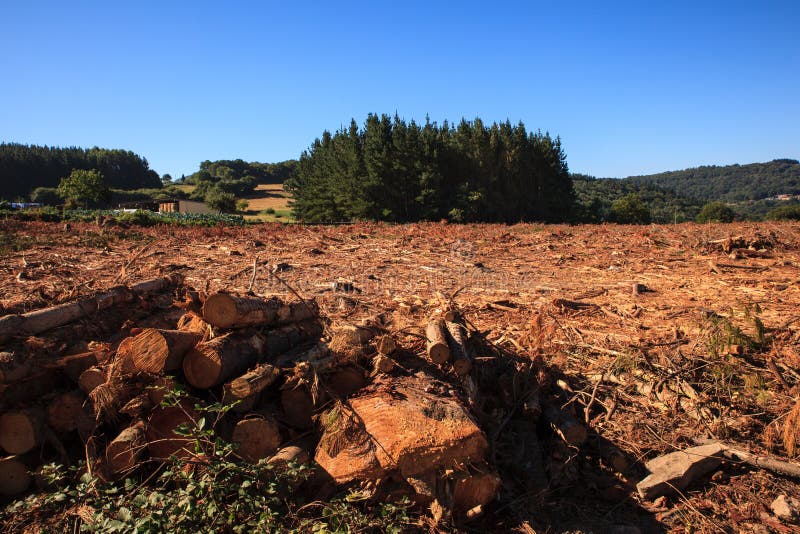 Deforestation in Spain stock photo. Image of natural - 82257292