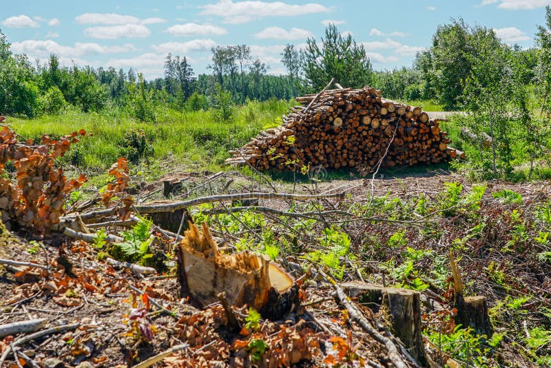 Deforestation, Stack of Cutted Trees Ready for Transportation Stock ...