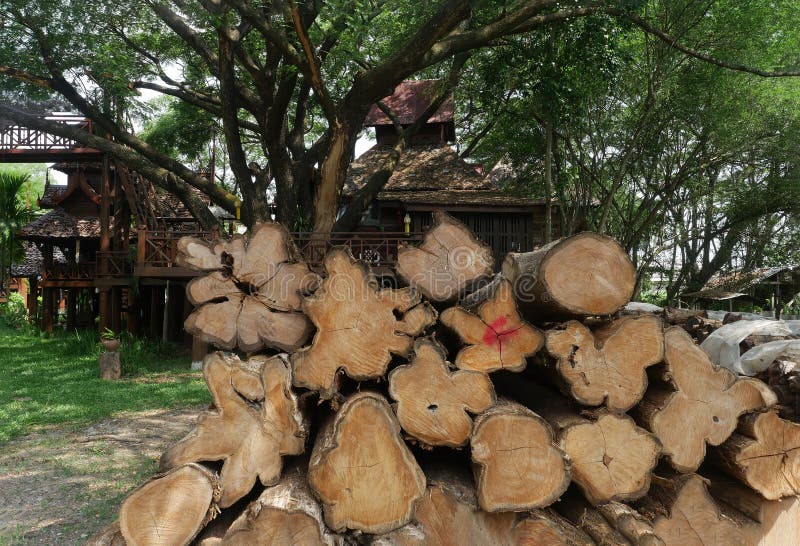 Deforestation, Teak Wood Logs from Forest in Nature Background. Stock ...