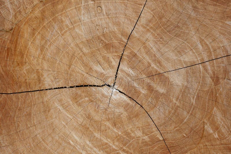 Deforestation, Teak Wood Logs from Forest in Nature Background. Stock ...