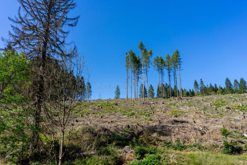 Deforestation in the Thuringian Forest,Germany Stock Image - Image of ...