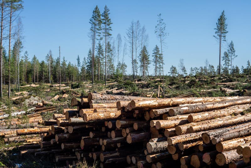 Deforestation, Newly Cut Down Forest, Clear Felled Area in Sweden ...