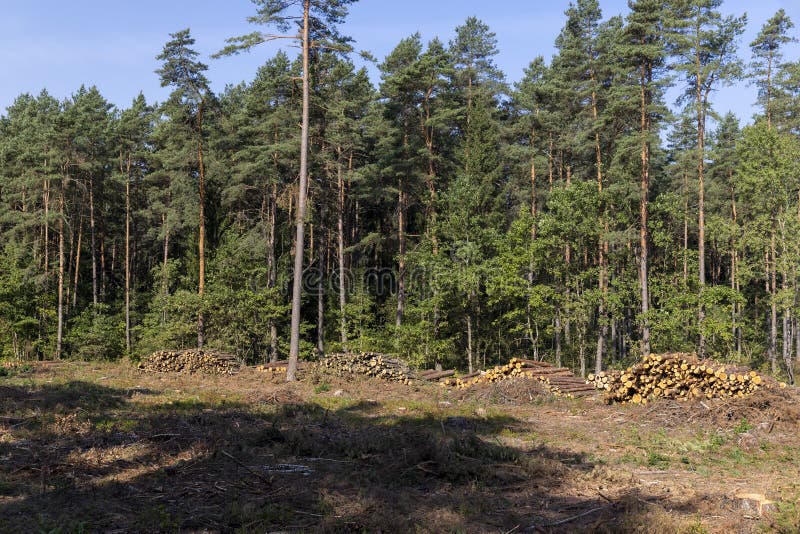 Deforestation for Timber Harvesting , Forest Stock Photo - Image of ...
