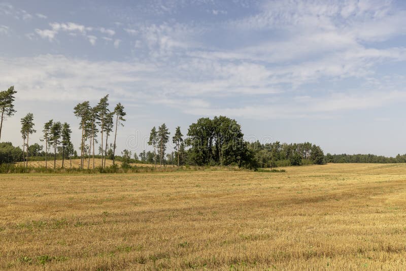 Deforestation for Timber Harvesting , Forest Stock Photo - Image of ...