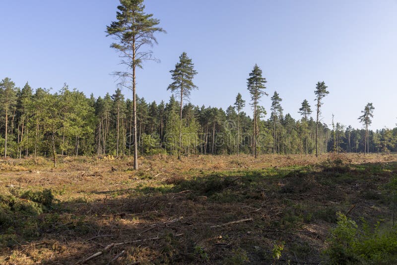 Deforestation for Timber Harvesting , Forest Stock Photo - Image of ...