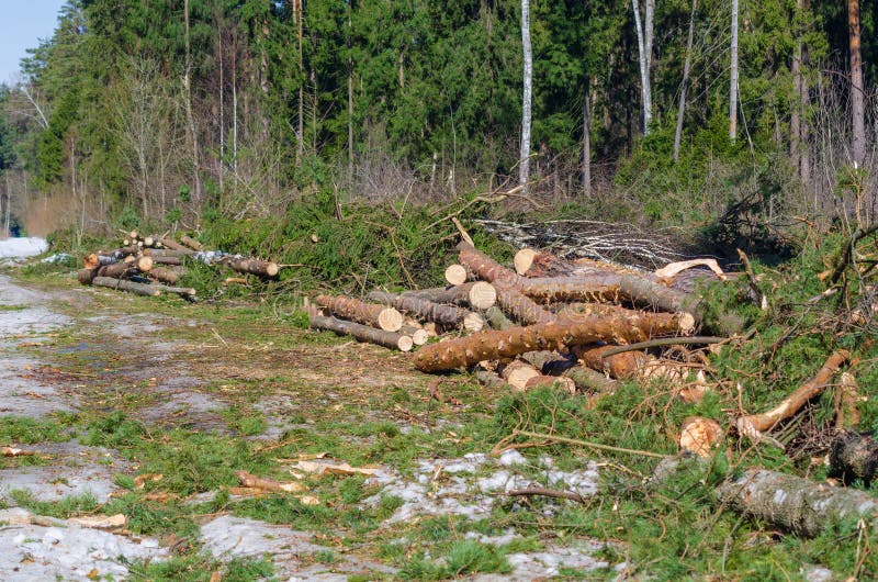 Forest destruction stock photo. Image of russia, forest - 272568474