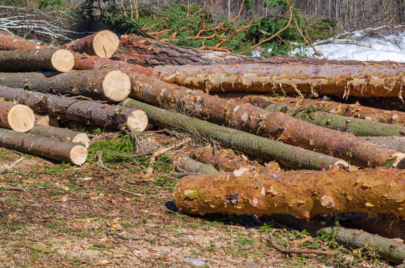 Forest destruction stock photo. Image of woodland, woodpile - 272568488