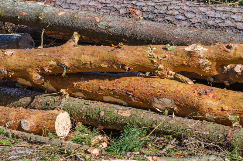 Forest destruction stock photo. Image of resource, global - 272568506