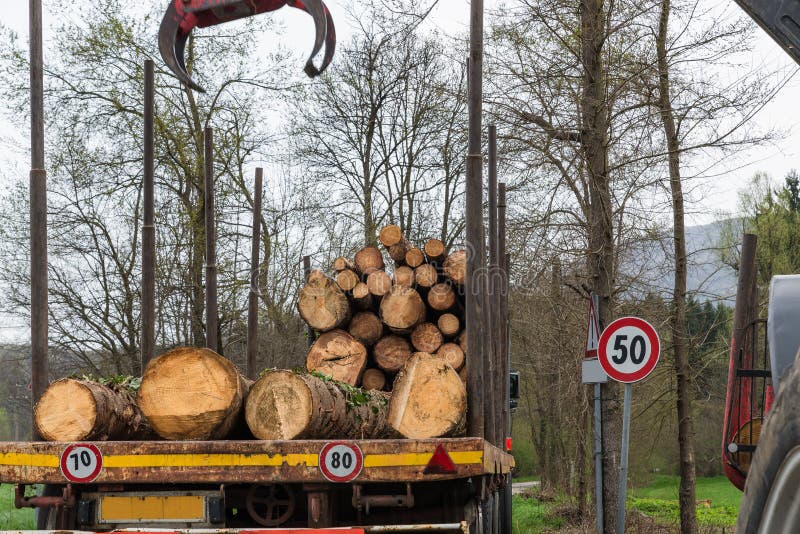 Deforestation and Timber Harvesting Stock Image - Image of trees ...