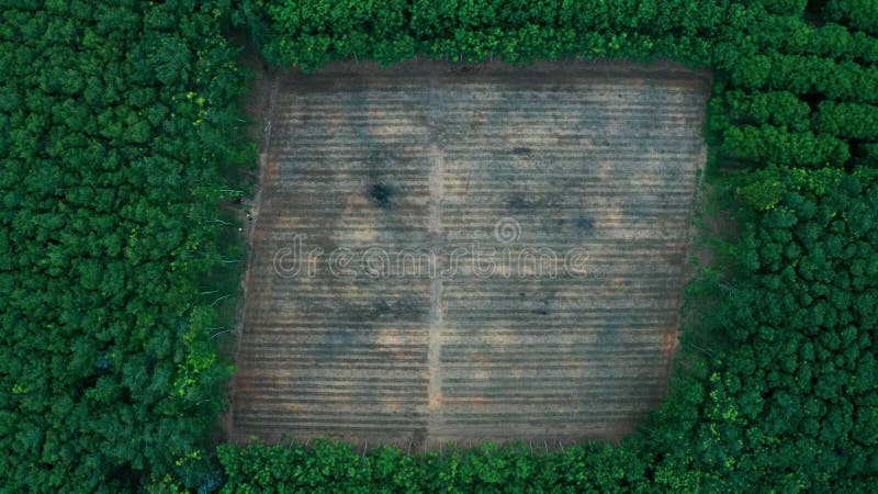 The Top View of Human Deforestation Stock Footage - Video of tropical ...