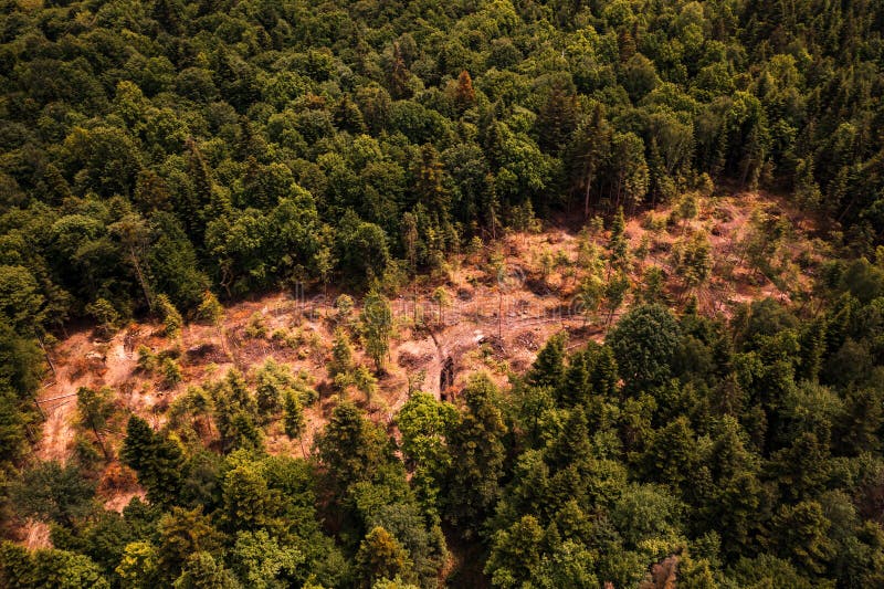 Deforestation by Total Illegal Logging, Top View. Stock Image - Image ...