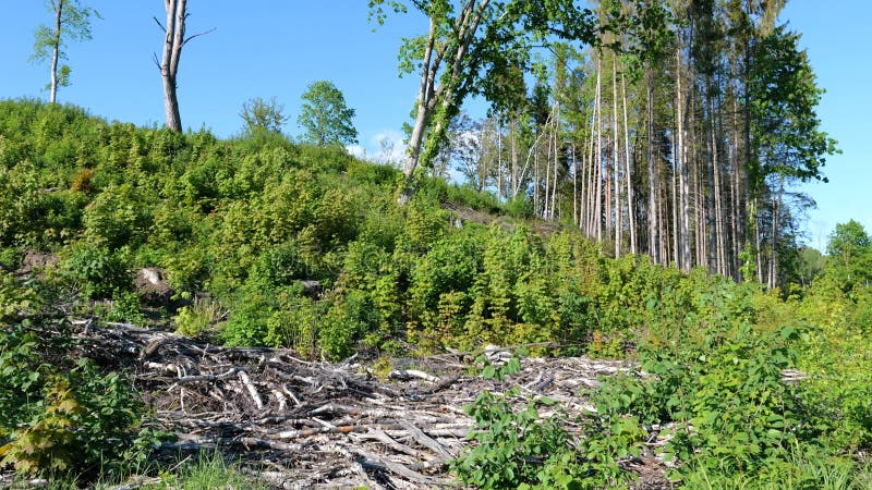 Deforestation, Tree Foresty Exploitation, Stumps, Logs Stock Footage ...