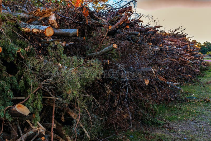 Deforestation stock photo. Image of stump, tree, forestry - 129173044