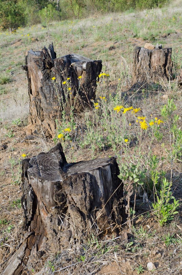Deforestation tree stumps stock photo. Image of field - 111754414