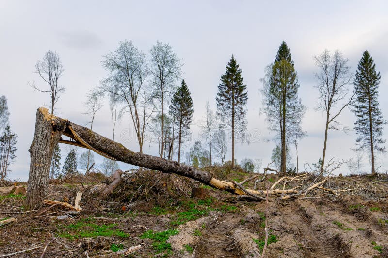 Deforestation. a View of the Logging Site Stock Photo - Image of ...