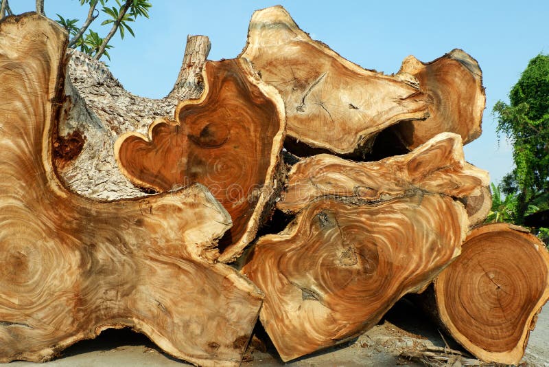 Deforestation, Wood Logs from the Forest in Southeast Asia. Stock Image ...