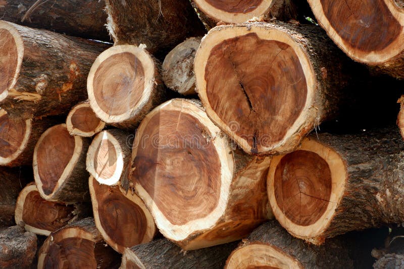 Deforestation, Wood Logs from Forest in Thailand and Southeast Asia ...