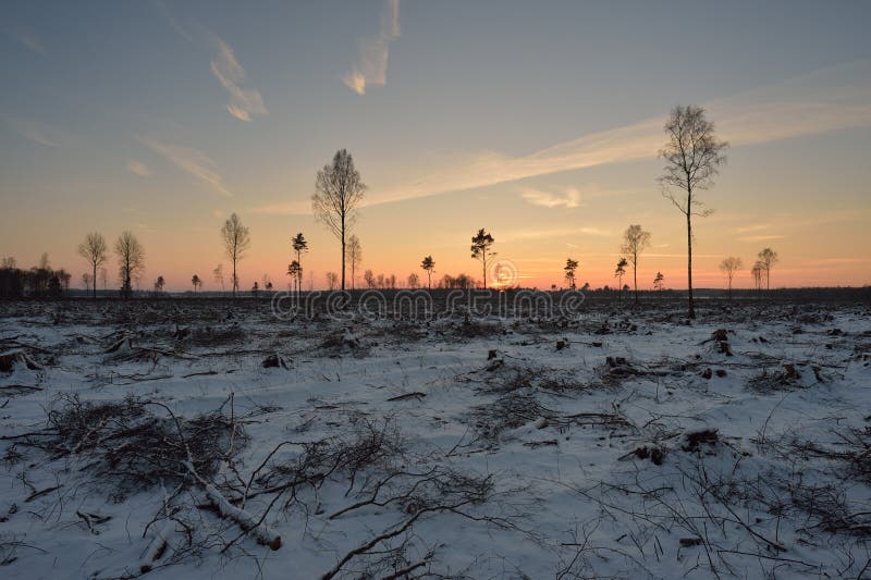 Deforested Area in a Forest Stock Image - Image of harvest, branches ...